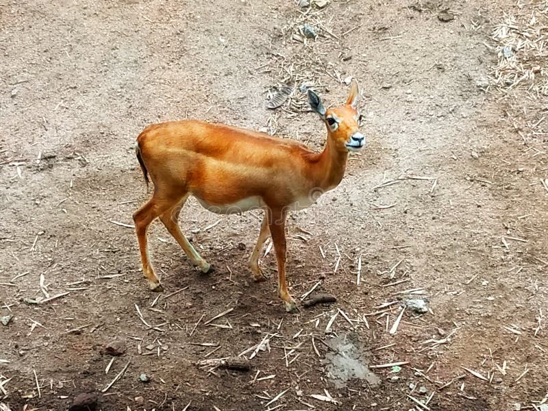 Rotwild - Tier U. Wild Lebende Tiere Stockfoto - Bild von tier, schön ...