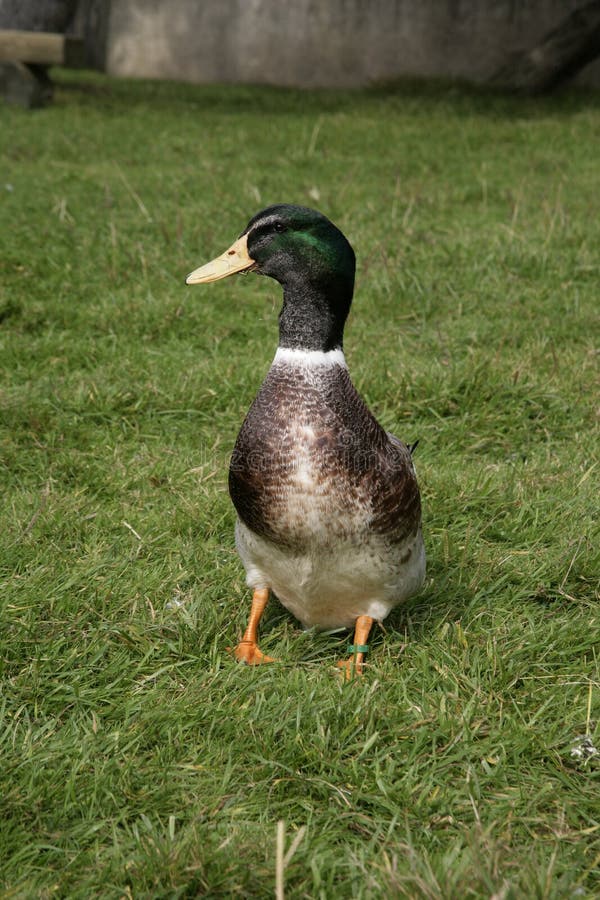 Rouen domestic duck stock image. Image of duck, poultry - 34904701