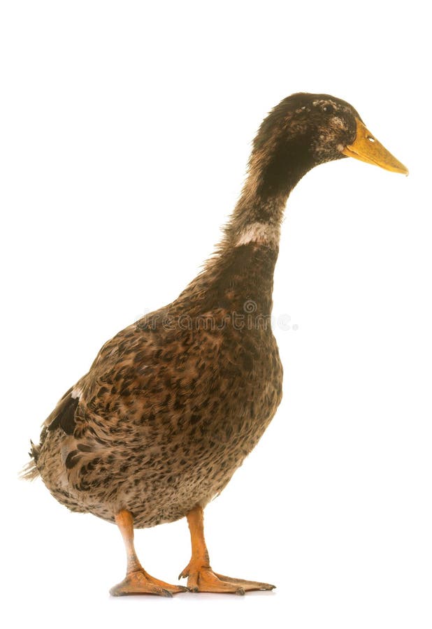 Female Rouen Duck Stock Photos - Free & Royalty-Free Stock Photos from ...