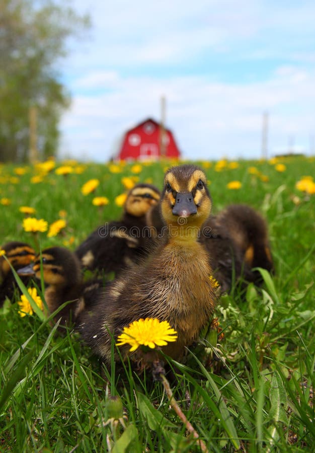 Rouen Ducklings stock photo. Image of brood, flowers - 49838956