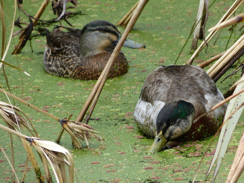 Rouen Ducks in the swamp stock photo. Image of swamp - 283945064