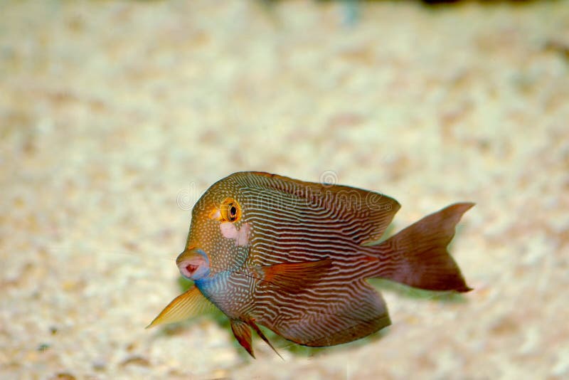 Poissons photo stock. Image of océan, bleu, équipe, école - 734310