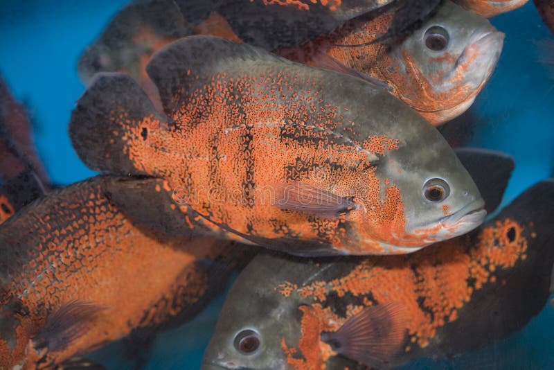 Poisson oscar rouge photo stock. Image du rouge, bocal - 7241286