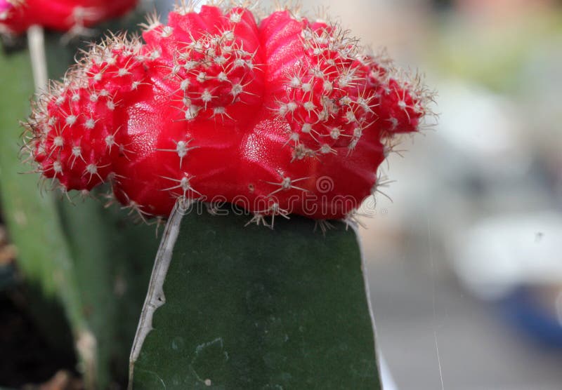 Jaune De Cactus De Lune, Mihanovichii De Gymnocalycium Photo stock ...
