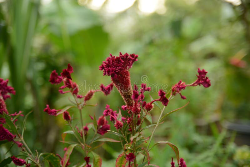 Fleur Rouge De Velours En Automne Avec Des Graines Photo stock - Image ...
