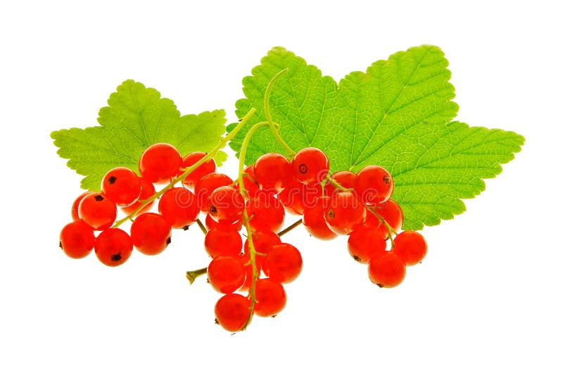 Rouge De Groseille, Avec Les Feuilles Vertes, D'isolement Image stock ...