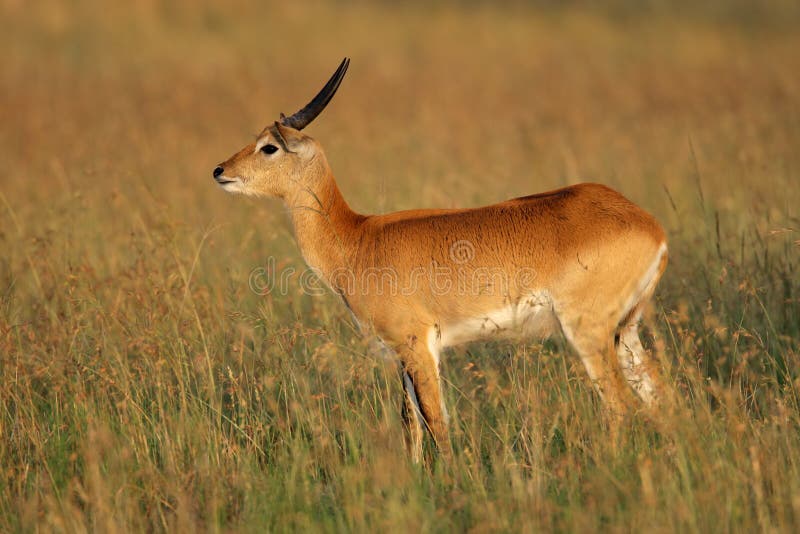 Rouge de lechwe d'antilope image stock. Image of désert - 8237321