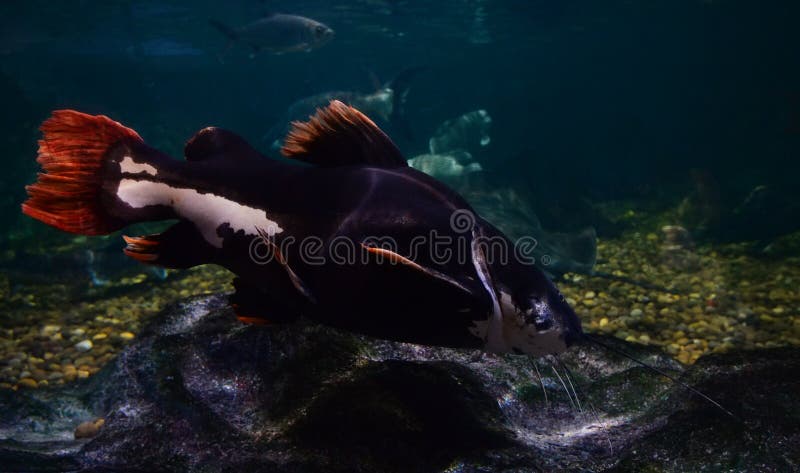 Poisson-chat Rouge De Queue Image stock - Image du amazone, animal ...