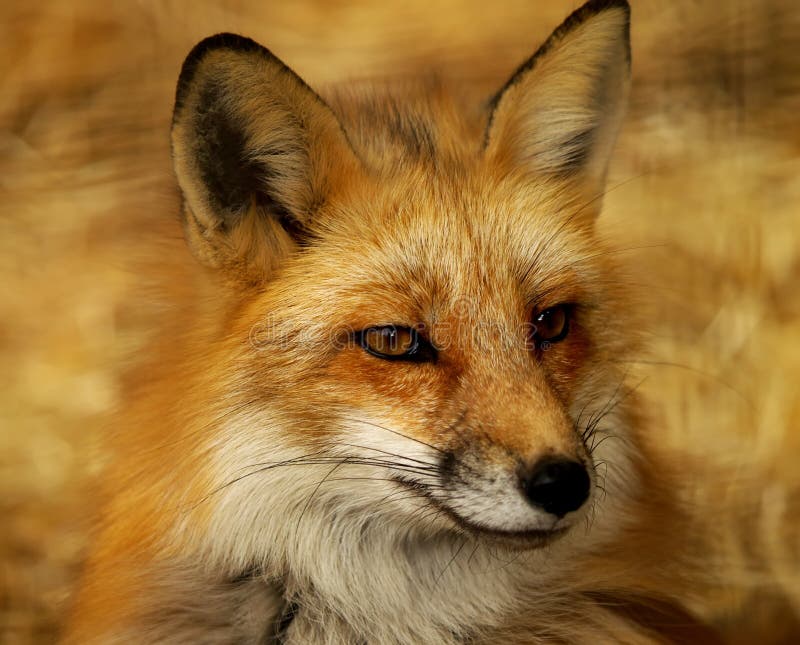 Renard rouge image stock. Image du faune, mammifères - 24884037