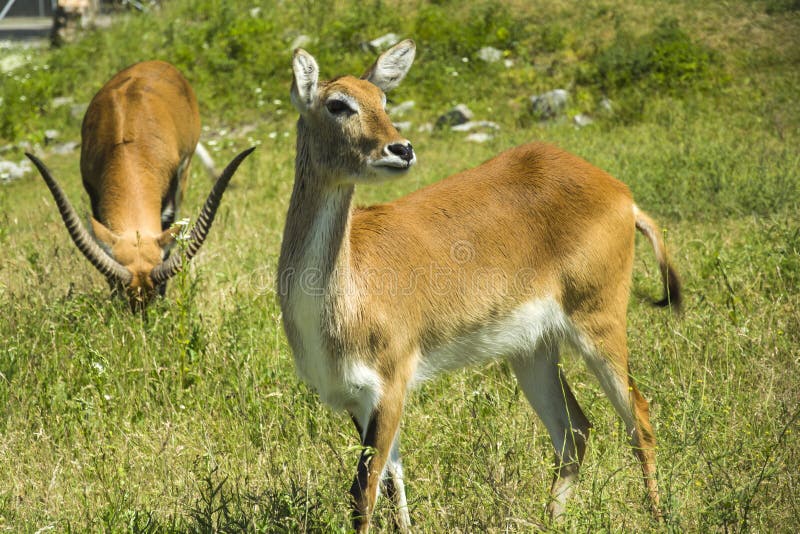 Antilopes Rouges De Lechwe - Botswana Image stock - Image du faune ...