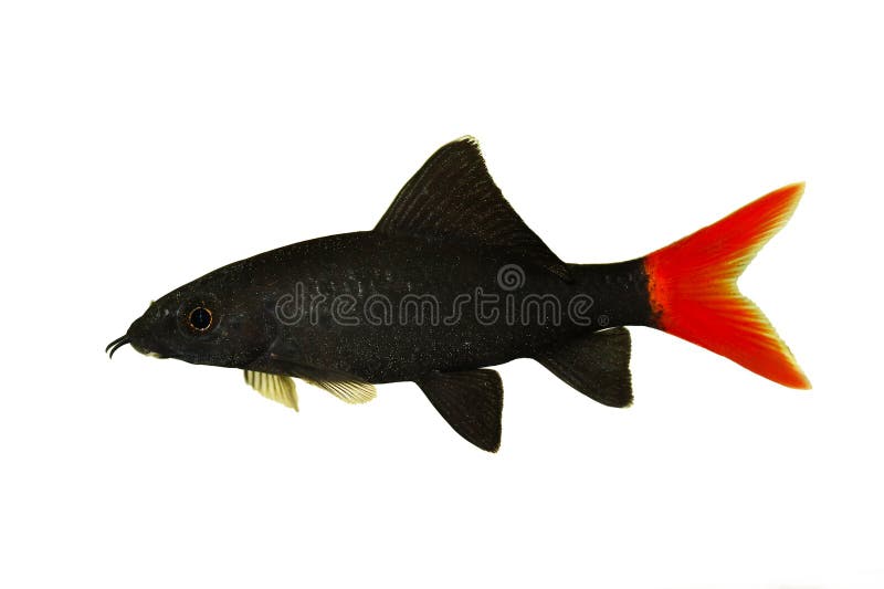 Rouge Feu Queue Poisson-chat Epalzeorhynchos Bicolor Aquarium Poisson ...