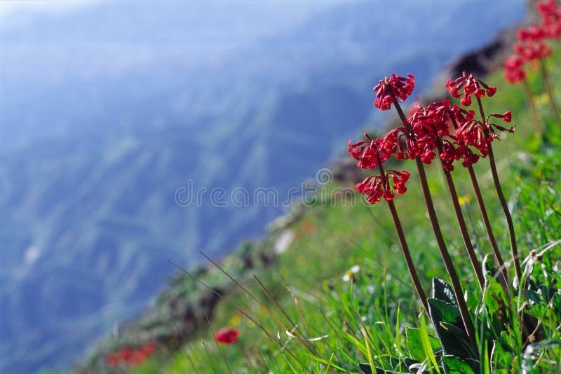 Rouge flowers stock photo. Image of maximowiczii, botanic - 4722446