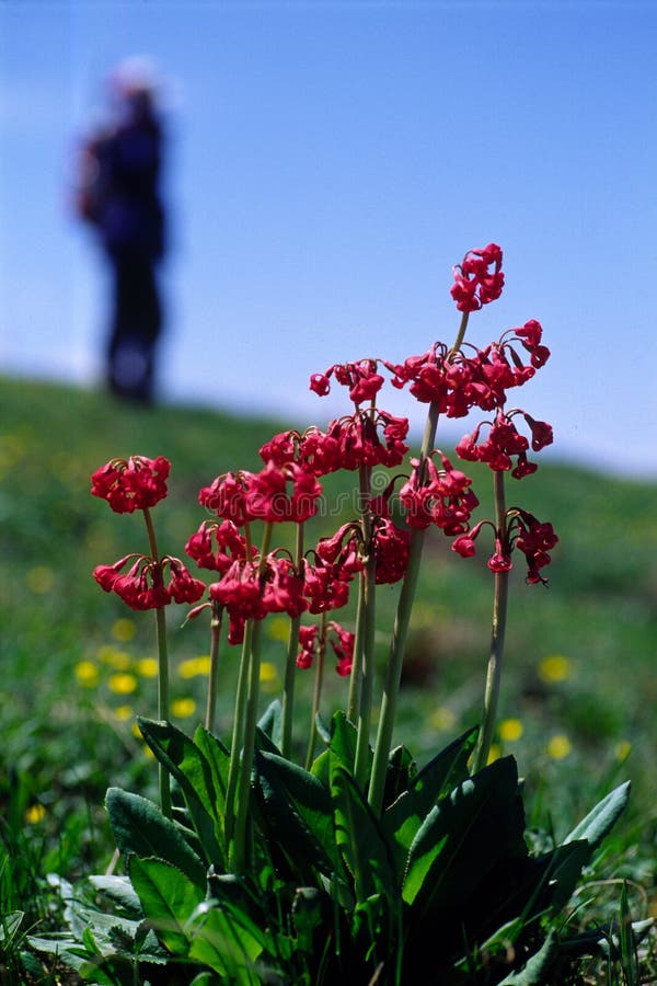 Rouge Flowers Picture. Image: 4807957
