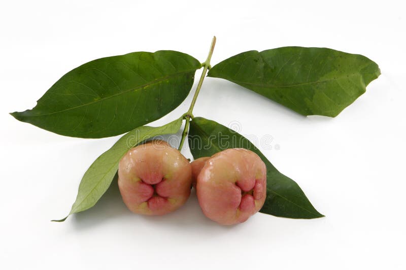 Rouge juteux de goyave photo stock. Image du goyave, asie - 7459056