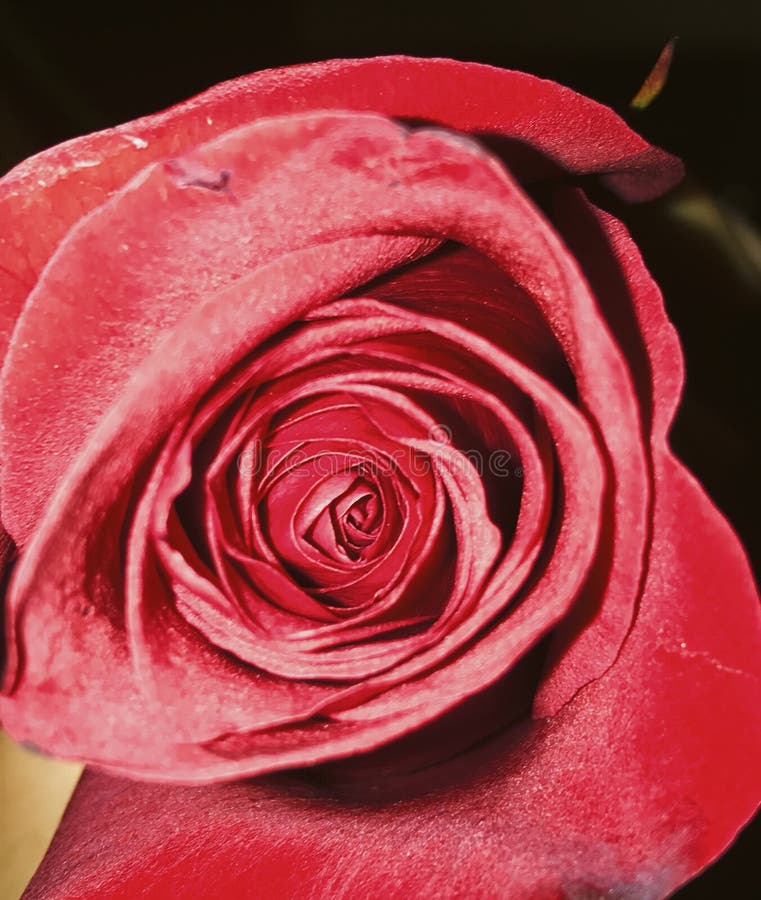 Rouge stock image. Image of simple, flower, rose, rouge - 106127631