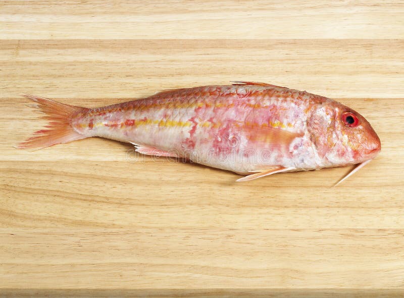 Rouget barbet stock image. Image of food, fish, indoor - 170951195