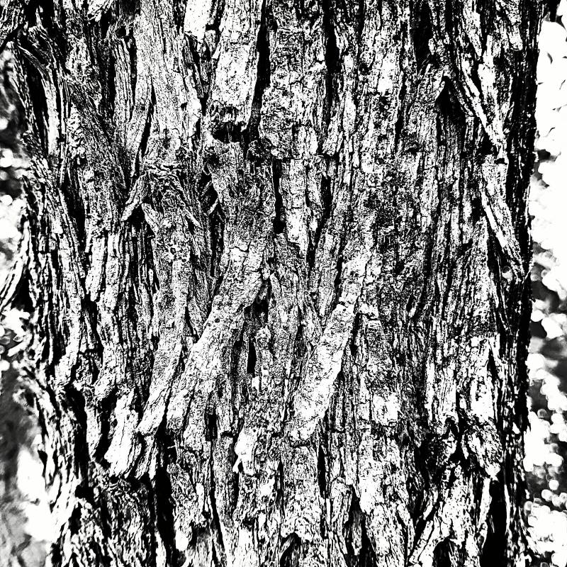 Rough around the edges stock image. Image of tree, rough - 165340347