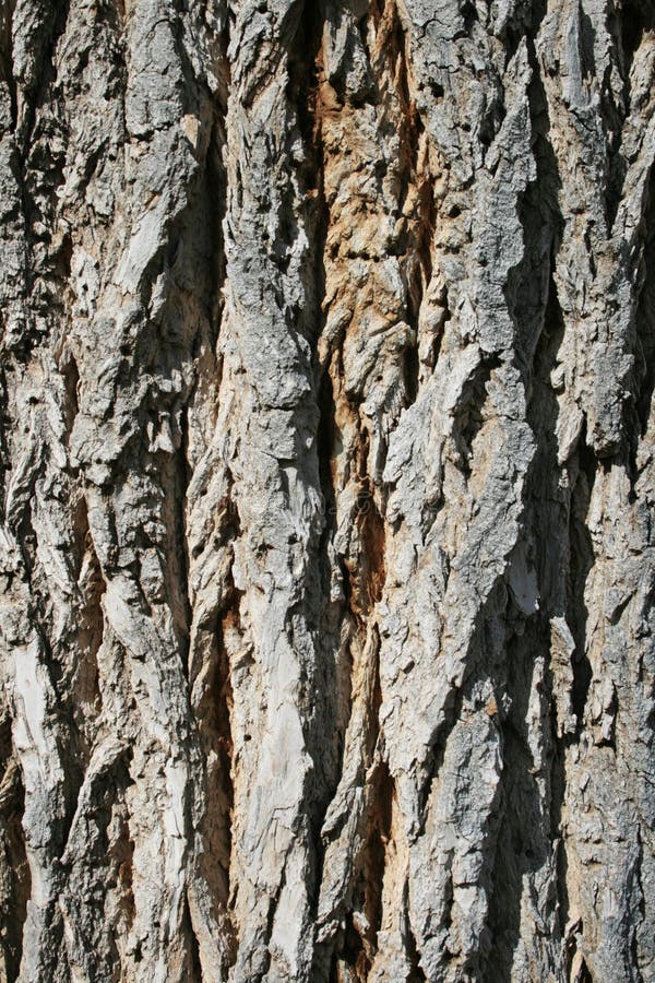 Rough Bark on Mature Trunk of Birch Tree Close Up Stock Image - Image ...