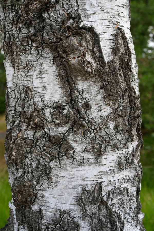Rough Bark of a Birch Tree Outside Stock Image - Image of trunk ...