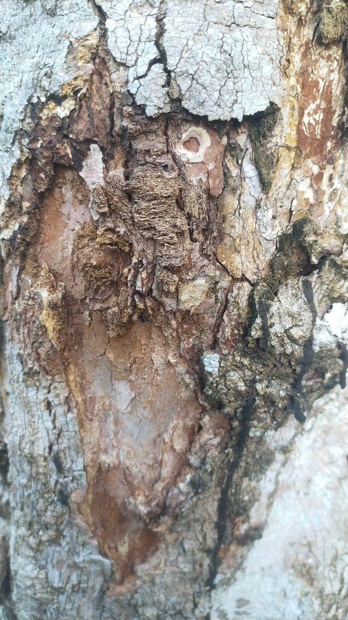 Rough Bark of the Bornean Rubber Tree Stock Photo - Image of rock, bark ...