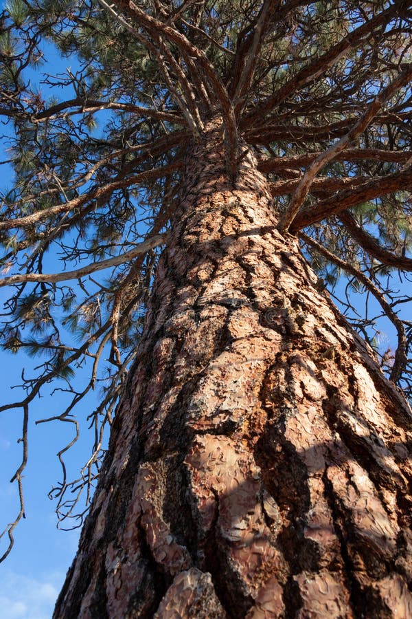 Rough Bark an Branches on a Ponderosa Pine Tree Stock Image - Image of ...