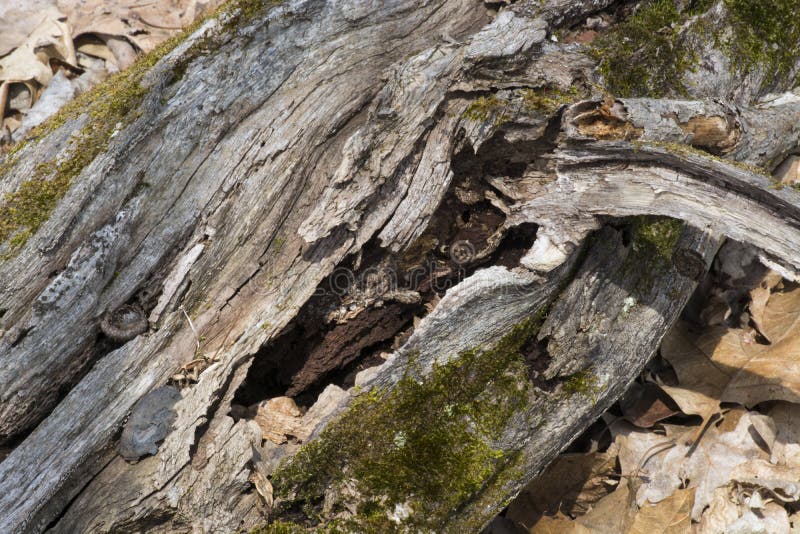 Fallen tree texture detail stock photo. Image of moss - 115345376