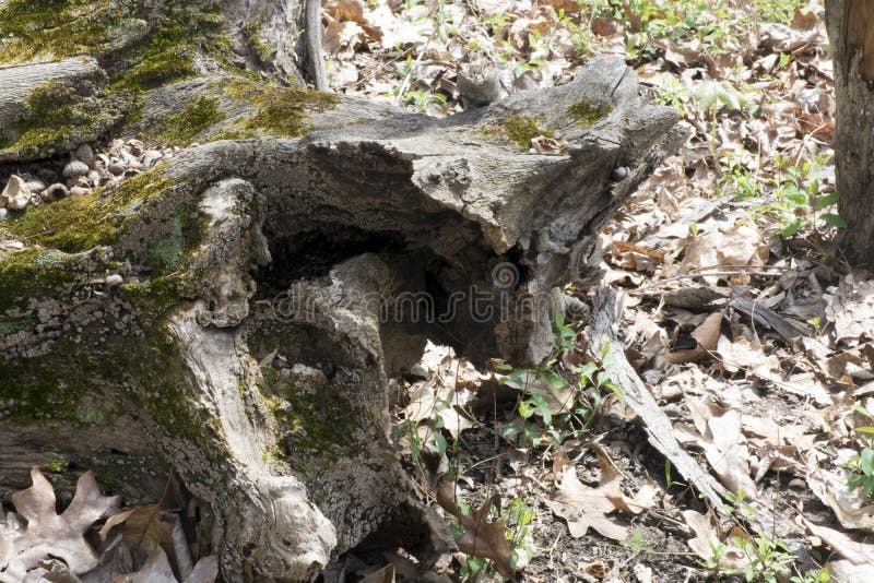 Fallen tree texture detail stock photo. Image of moss - 115345394