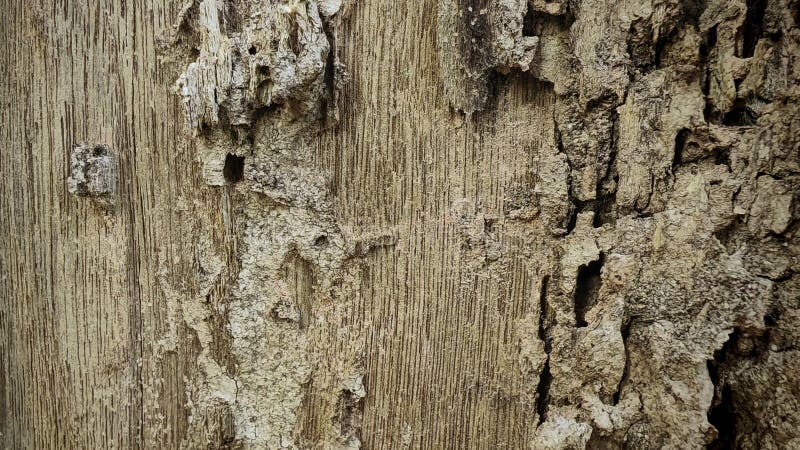 Rough Bark and Exposed Wood Grain Texture Stock Photo - Image of ...