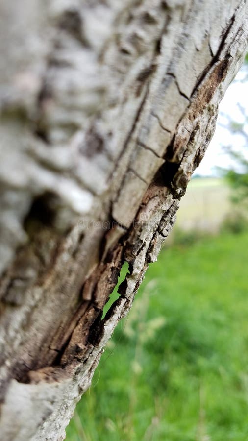 Rough Bark on a Leaning Tree Trunk. Stock Photo - Image of trunk, wood ...