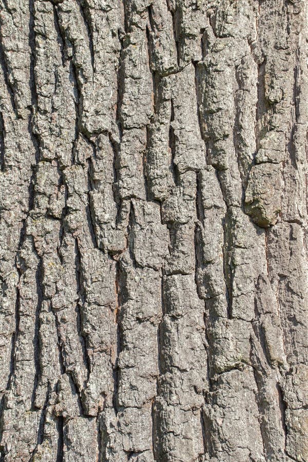 Rough Bark of an Oak Tree (Quercus). Stock Image - Image of structure ...