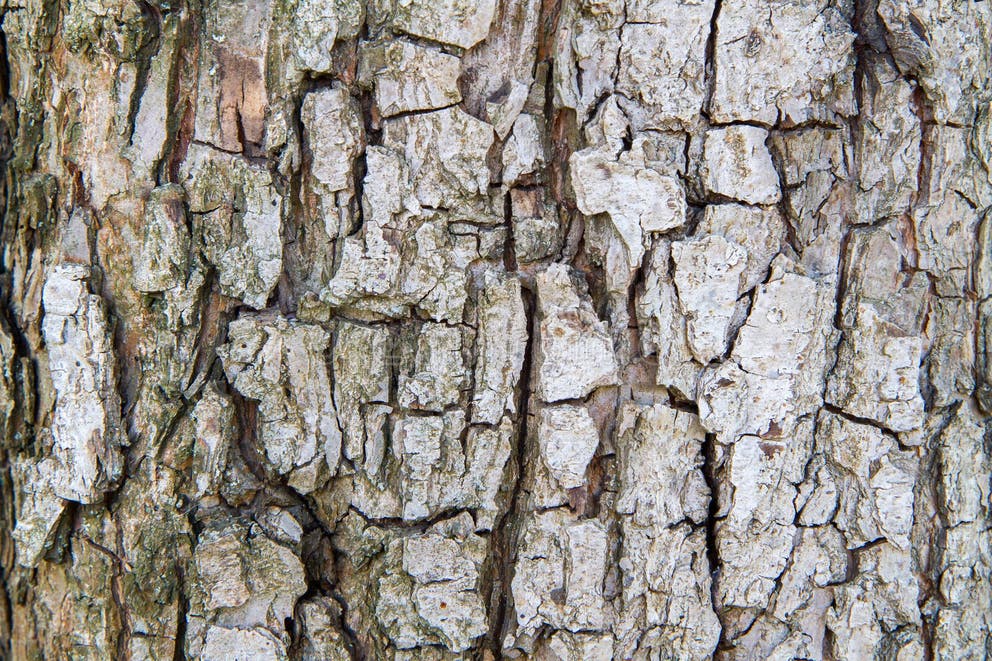 Rough Bark of an Old Pear Tree Close-up Stock Photo - Image of textured ...