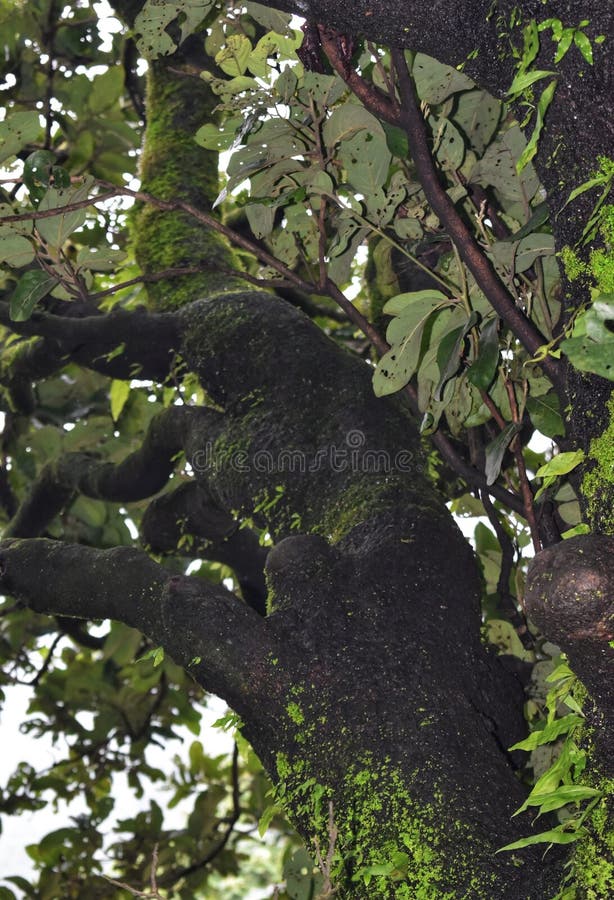 Rough Bark of an Old Tree Covered with Green Moss and Lichen Stock ...