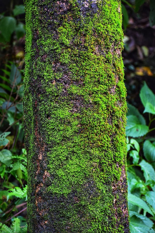 Rough bark of an old tree stock photo. Image of pattern - 321614194
