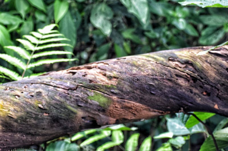Rough Bark of an Old Tree Some Covered with Green Moss Stock Photo ...