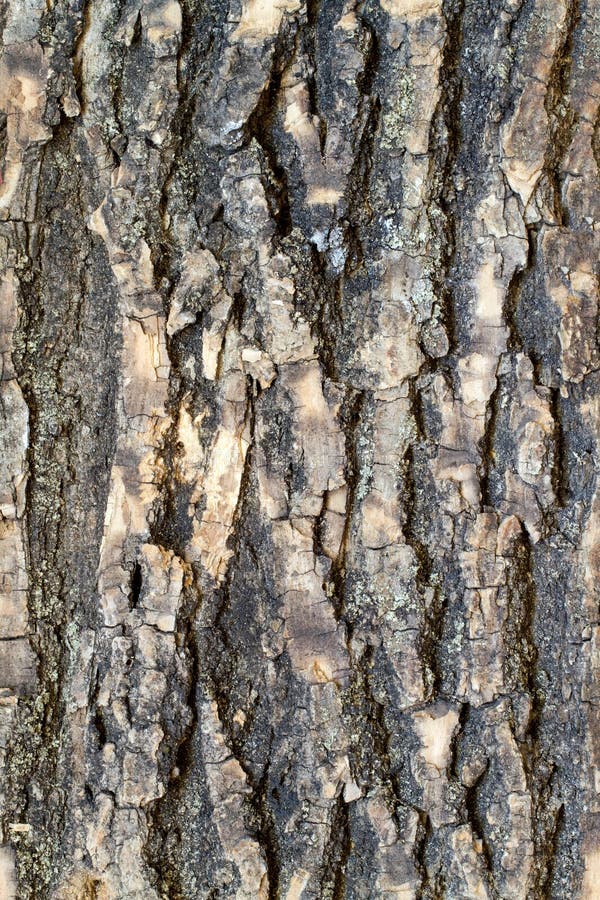 Rough bark of an old tree stock photo. Image of pattern - 321614194