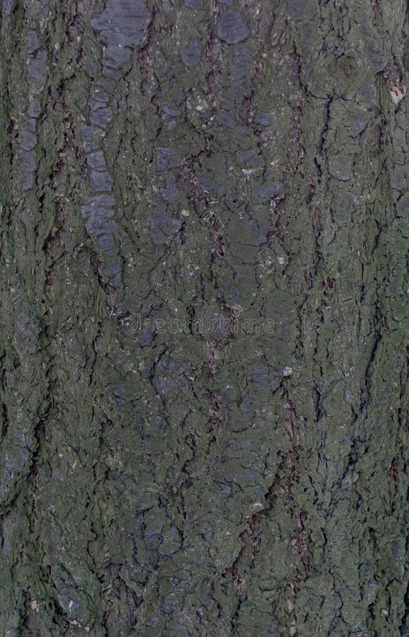 Rough Bark of an Old Trunk on a Deciduous Tree Close-up Stock Image ...