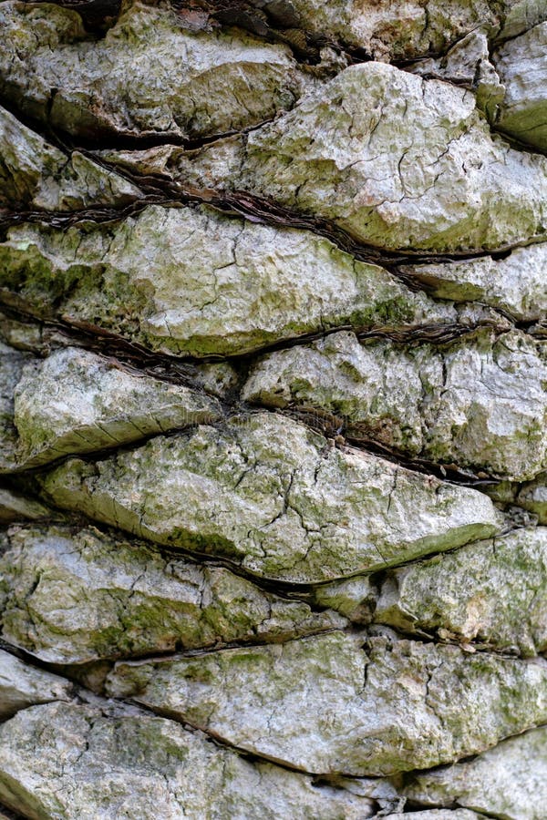 Rough bark of palm tree stock image. Image of palm, material - 5698491