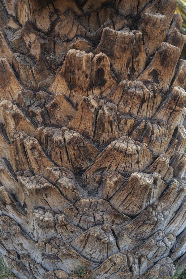 Rough bark of palm tree stock photo. Image of natural - 266196534
