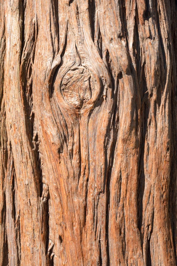 Bark of a Redwood stock photo. Image of pattern, bark - 57329986