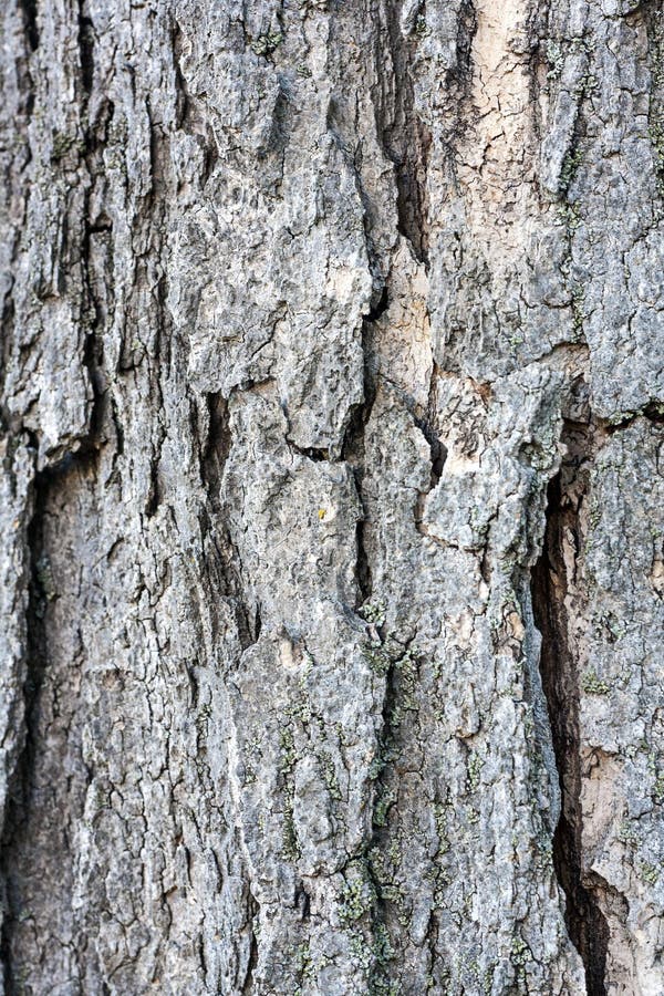 Rough Bark Texture stock image. Image of wood, bark, texture - 96352053