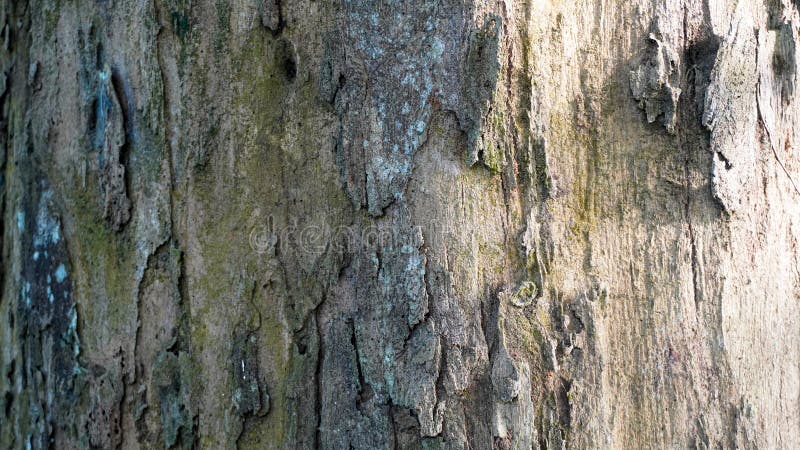 Rough bark texture stock image. Image of wood, forest - 321937581
