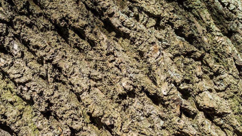 Rough bark of a tree stock photo. Image of organic, rills - 276682118