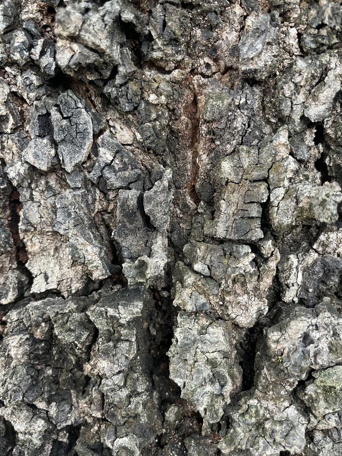 Rough Bark Tree Background Texture Stock Image - Image of light, bark ...
