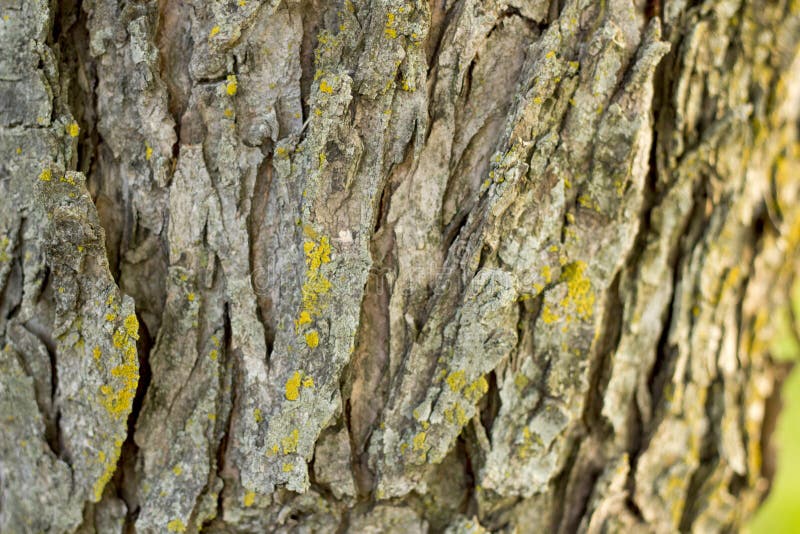 Rough bark on a tree stock photo. Image of rough, summer - 81301930