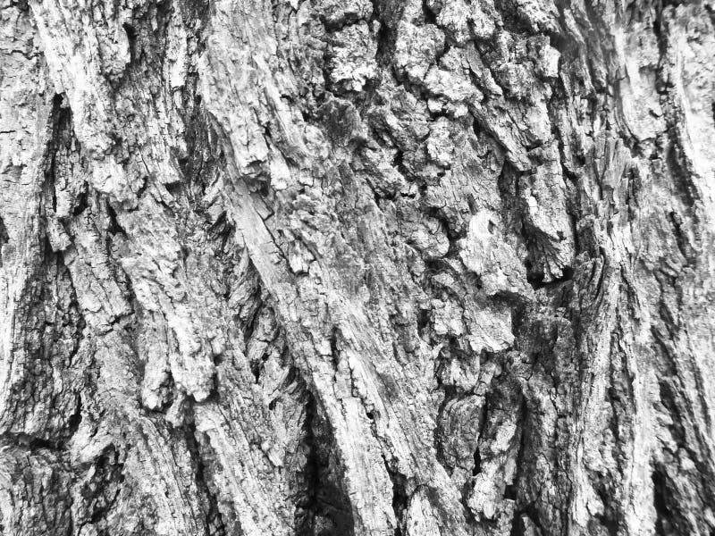 Rough bark tree surface stock photo. Image of black, wood - 72084572