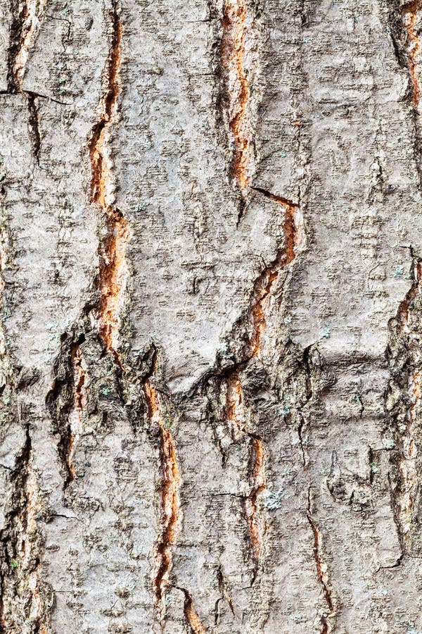 Rough Bark on Trunk of Red Oak Tree Close Up Stock Image - Image of ...