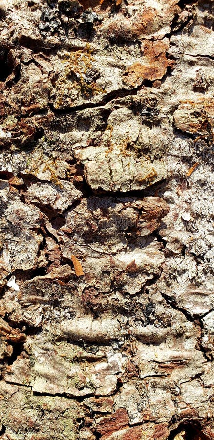 Rough bark stock photo. Image of tree, background, rough - 142807972