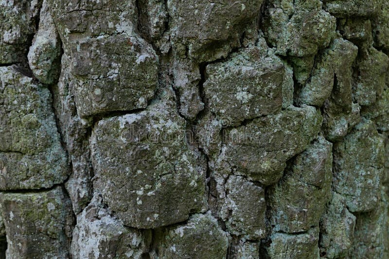 Rough Bark Wood Structure with Shape of Irregular Stones Stock Photo ...