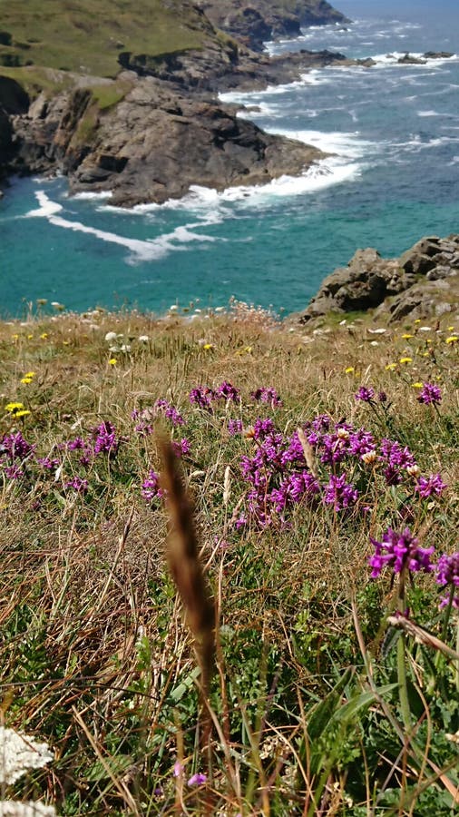 Rough Beautiful Cornish Coastline with Flowers and Waves on a Sunny Day ...
