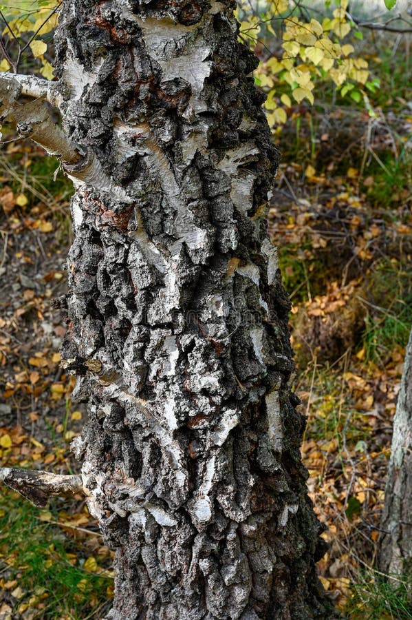 Rough Birch Bark on Old Tree Trunk Stock Image - Image of birch ...